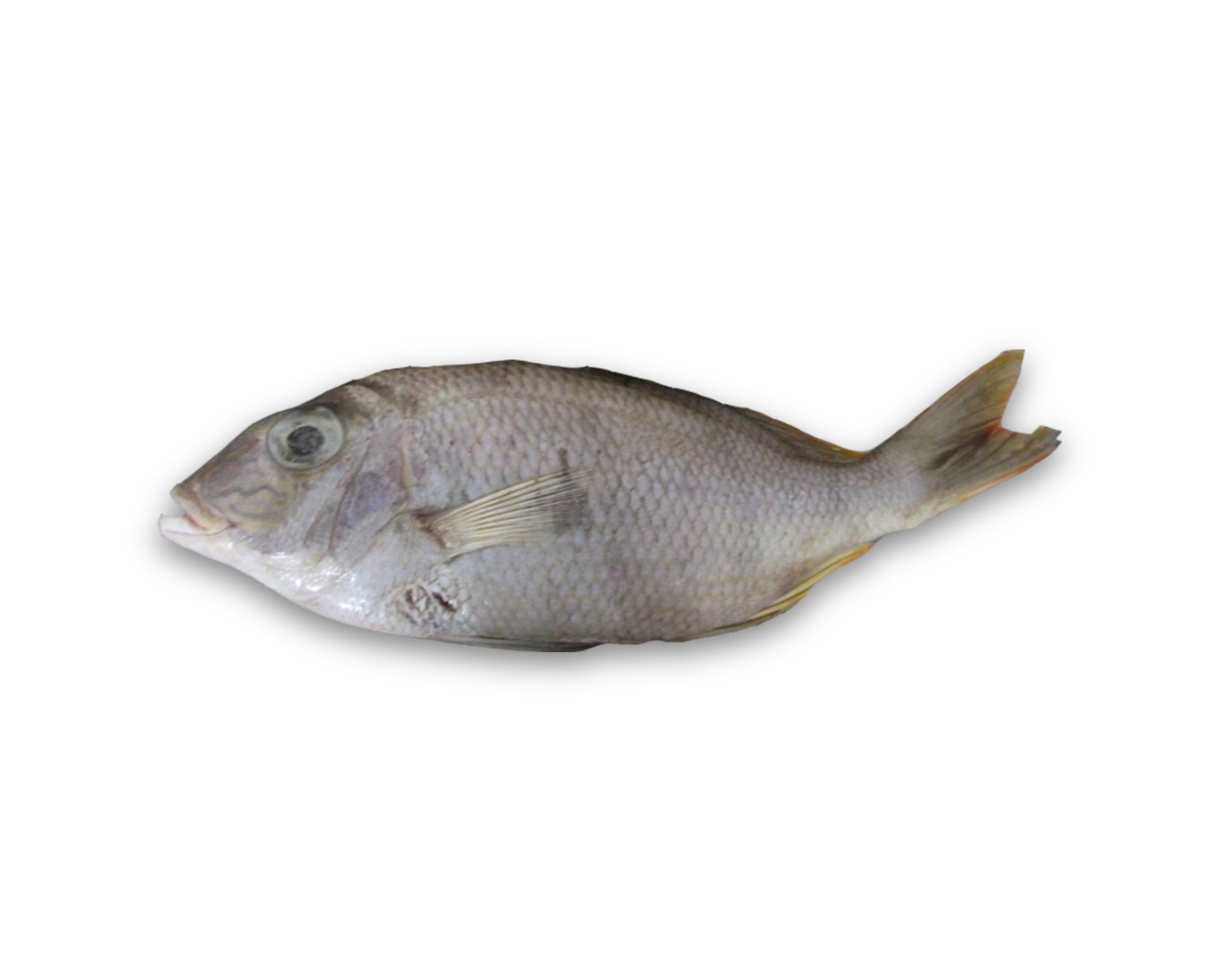 Frozen Seafood – Jala Sembilan